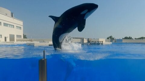 シャチが尾びれで大量の水しぶき！神戸須磨シーワールドで暑さを吹き飛ばす“びしょ濡れ”イベントがスタート