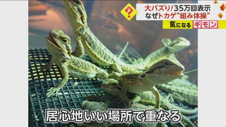 【トカゲEXILE】円を描くように重なる9匹がSNSで大バズり！「Choo Choo TRAIN」ポーズも披露｜FNNプライムオンライン
