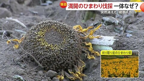 【独自】話題の「ひまわり畑」が突如消えた…“映えスポット”が外国人観光客の迷惑行為でさら地に　千葉・習志野市