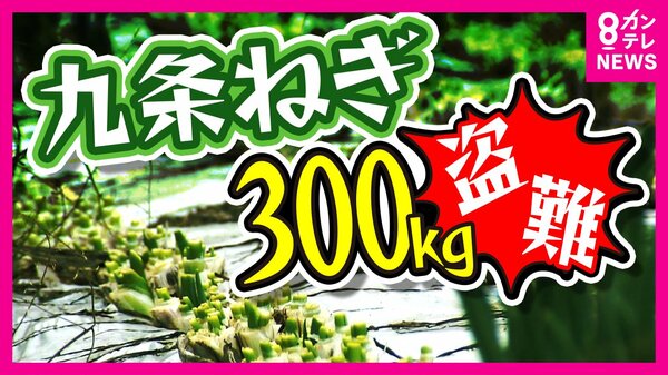 300キロの『九条ねぎ』盗まれる 犯人は「ほぼ同業者。一体どういう神経なのか」被害農家が怒り 防カメにも犯人映らず｜FNNプライムオンライン