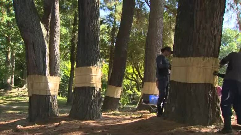 津山市の大名庭園「衆楽園」で冬支度 昔ながらの害虫駆除「松のこも巻き」春にこもごと焼いて駆除【岡山】｜FNNプライムオンライン