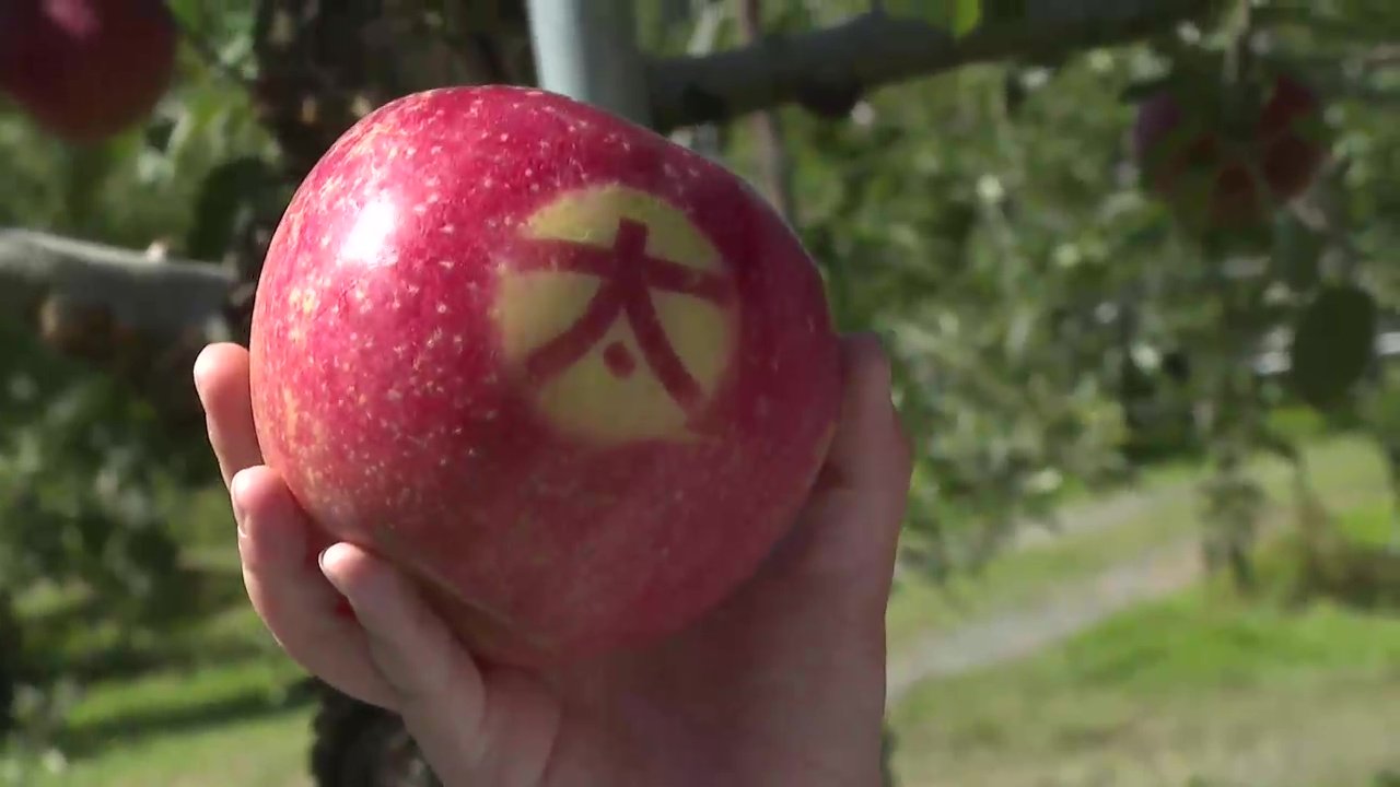 児童が“絵付きリンゴ”収穫 秋の味覚を自分たちでデザイン 岩手県花巻市｜FNNプライムオンライン