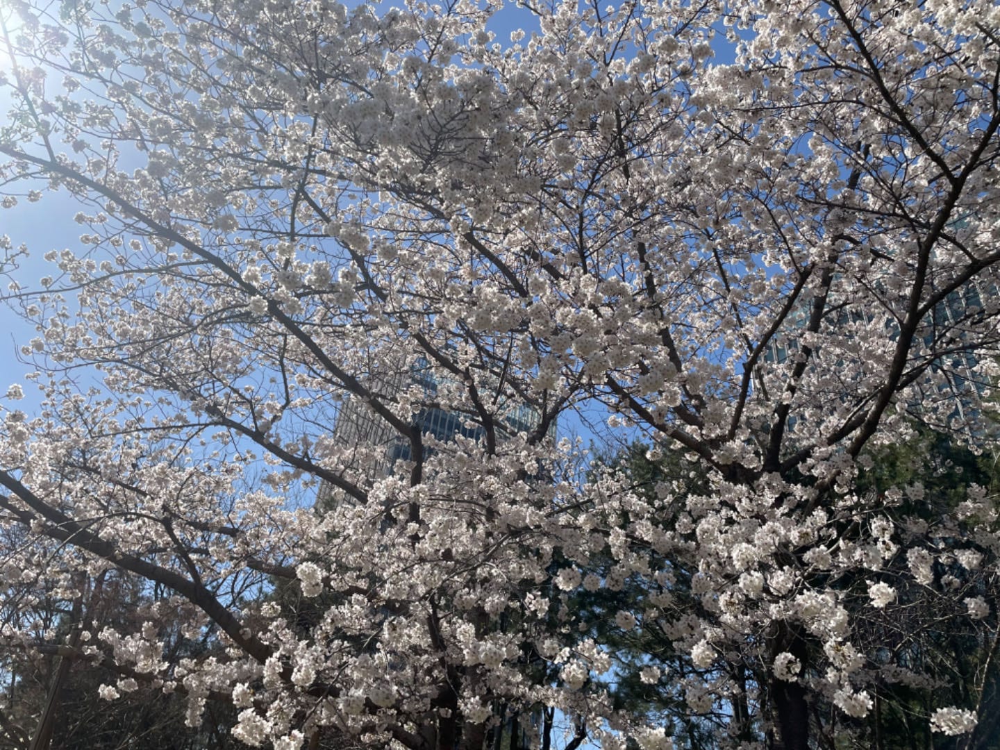 “ペットと桜” 日中がいがみ合うのは似ているから？ 日本人と中国人の違いと複雑な感情 ｜FNNプライムオンライン