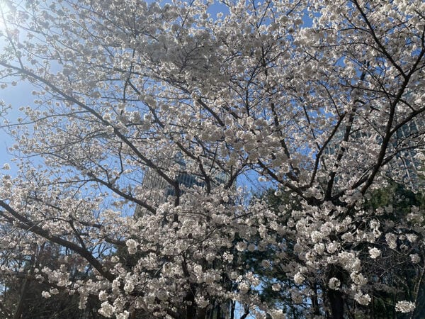 “ペットと桜” 日中がいがみ合うのは似ているから？ 日本人と中国人の違いと複雑な感情 ｜FNNプライムオンライン