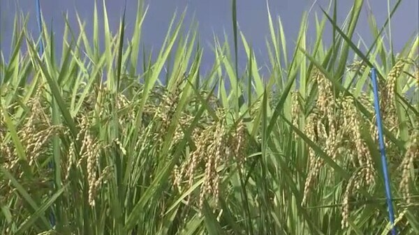 福島県 新たなオリジナル酒米を開発 栽培のしやすさが特徴 金賞受賞数・日本一奪還へ｜FNNプライムオンライン