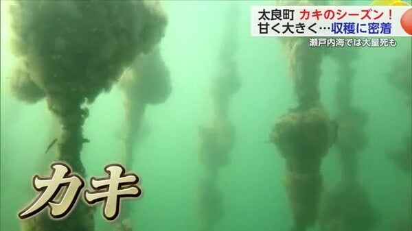 冬の味覚「カキ」瀬戸内海で大量死...太良町のカキは順調に収穫【佐賀県】｜FNNプライムオンライン