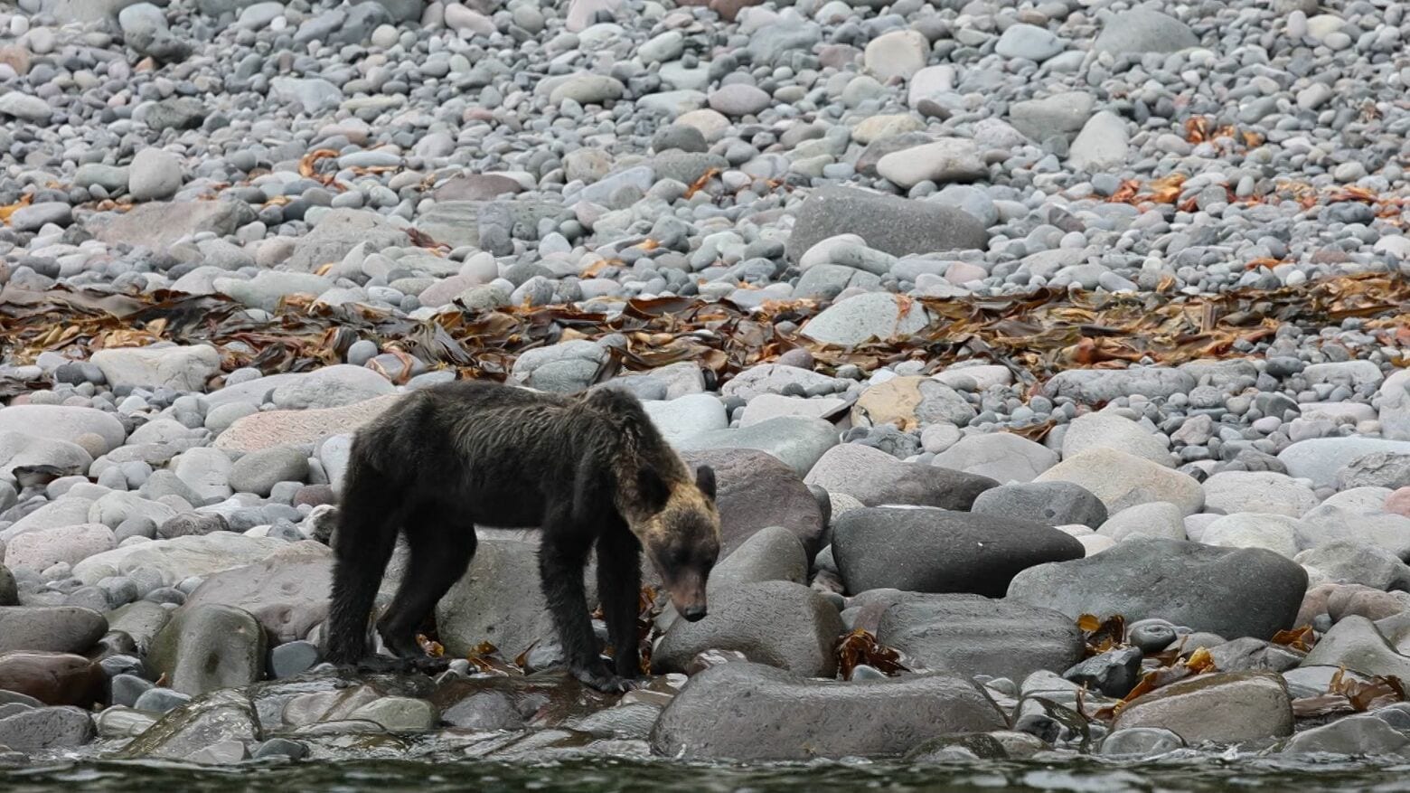 世界遺産・知床に痩せこけたクマ 原因はエサ不足 一方人里には体重320kgの巨体現る 一体何が？【北海道発】｜FNNプライムオンライン