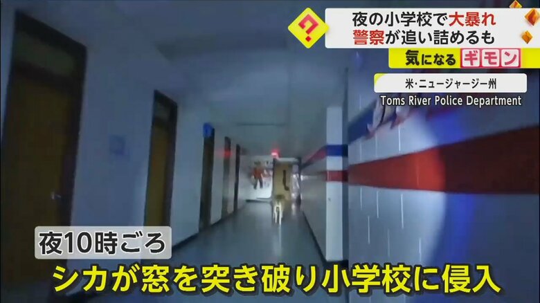 夜の小学校でシカ“大暴れ” 掲示物を蹴散らし逃走 警察が「ルドルフ」の映像公開 米・ニュージャージー州|fnnプライムオンライン