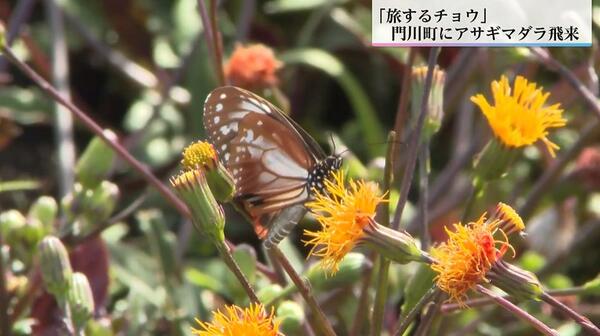 「旅するチョウ」アサギマダラが桃源郷岬で羽休め スイゼンジナ300株に惹かれて優雅に舞う｜FNNプライムオンライン
