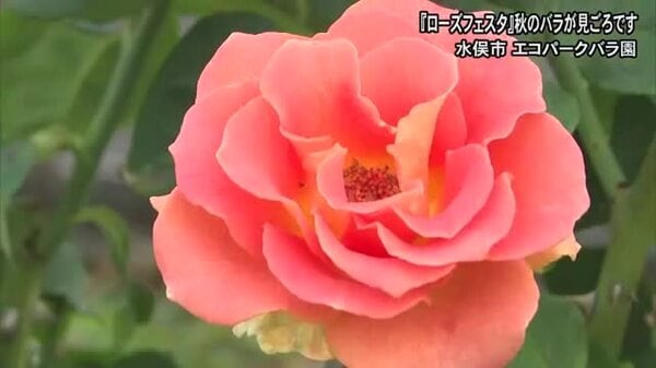 水俣で色とりどりのバラが見ごろ【熊本】｜FNNプライムオンライン
