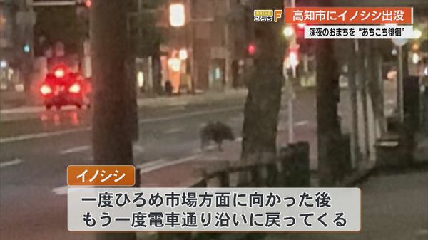 【高知】深夜の繁華街にイノシシ出没、パトカーに突進 目撃者「突進してこられたのは人生で初めて。びっくりした」｜FNNプライムオンライン