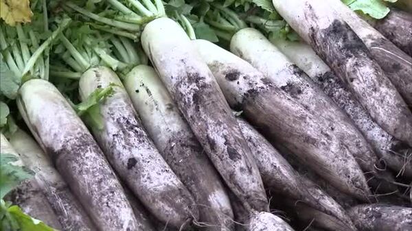寒くなったら「おでん」に…炊いてもおいしい！甘味が増した「蒜山こだわり大根」初出荷【岡山・真庭市】｜FNNプライムオンライン
