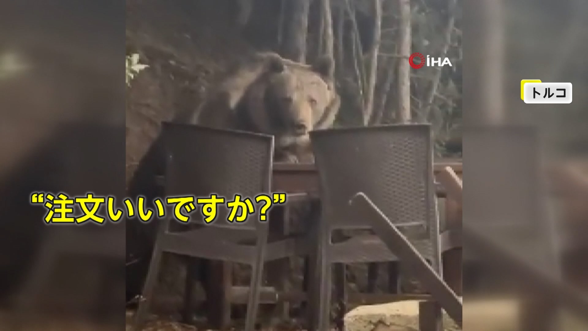 国立公園内レストランのテラス席に「クマ」客の食べ残しを“つまみぐい”する様子もカメラに トルコ（FNNプライムオンライン）｜dメニューニュース（NTTドコモ）