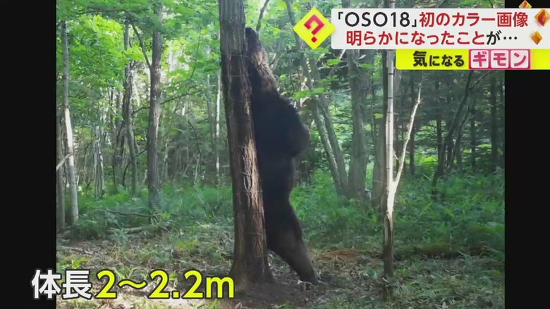 「OSO18」初のカラー撮影に成功 4年間で家畜60頭以上襲撃した“忍者グマ” 1日の移動距離は10キロ以上 北海道｜FNNプライムオンライン