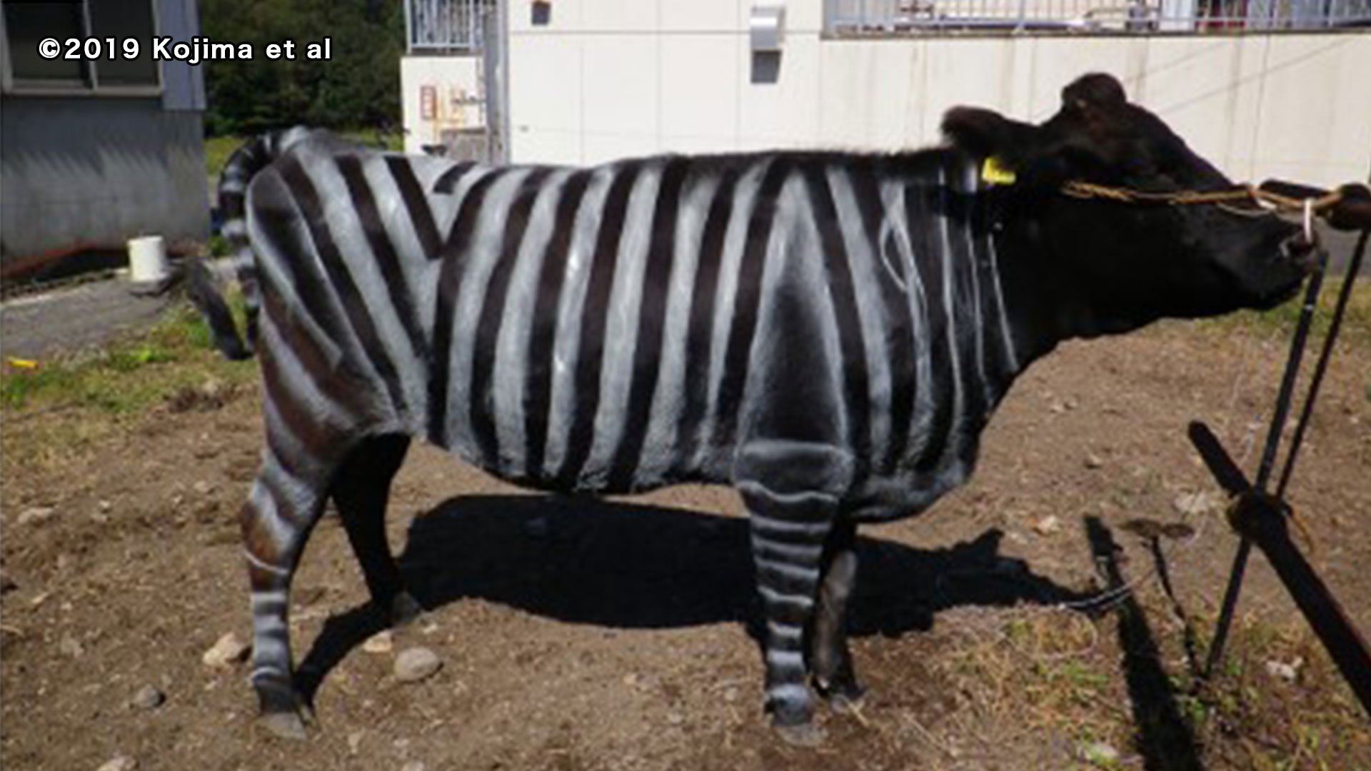 2025年イグ・ノーベル賞に19年連続日本人 牛をシマウマのように縞模様にしたら虫刺され半減！？（FNNプライムオンライン）｜dメニューニュース（NTTドコモ）