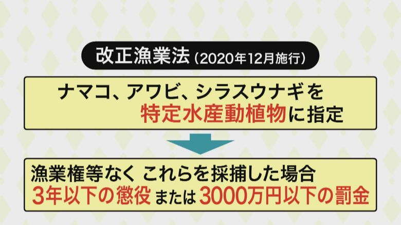 年間2000個以上「密漁」に…狙われる“黒いダイヤ”高級食材ナマコ 規制強化も、対策に高い“壁”【宮城発】｜FNNプライムオンライン