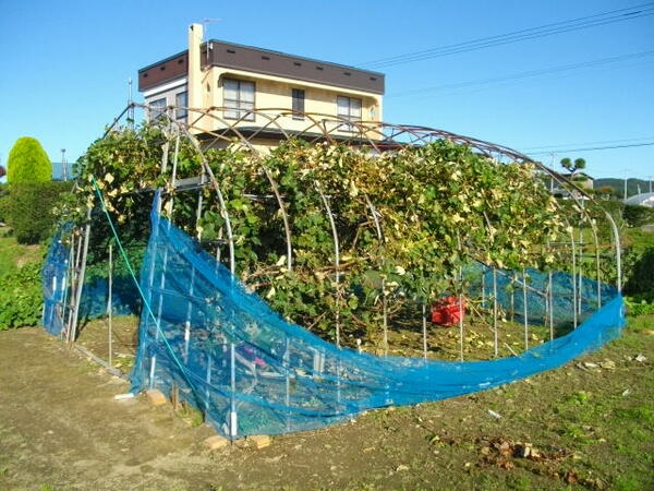 【ヒグマ速報】農業用ハウスのブドウを食い荒らすクマ_ほとんど食べられる…2日連続で狙われた“家庭菜園”北海道南部で止まらないクマの出没に警察などが警戒強める〈北海道知内町〉｜FNNプライムオンライン