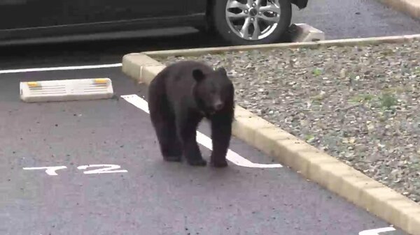 「緊急銃猟」9月運用可能は4市だけ 県内9割は10月以降に 岩手県｜FNNプライムオンライン