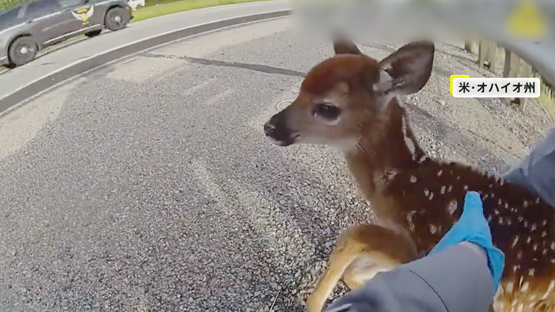 「こんにちは…大丈夫？」なぜそこに？高速道路に“迷子”の子鹿 暖炉の中にアライグマ“立てこもり”も アメリカ（FNNプライムオンライン）｜dメニューニュース（NTTドコモ）