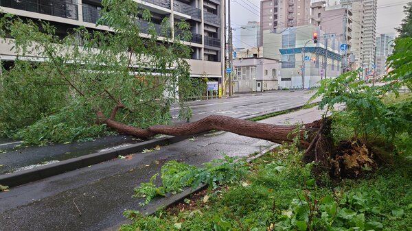 北海道で”線状降水帯の恐れ”なくなる_各地で大雨・強風の爪痕_札幌・東区の国道5号は倒木で一時通行止め_JRは63本運休｜FNNプライムオンライン